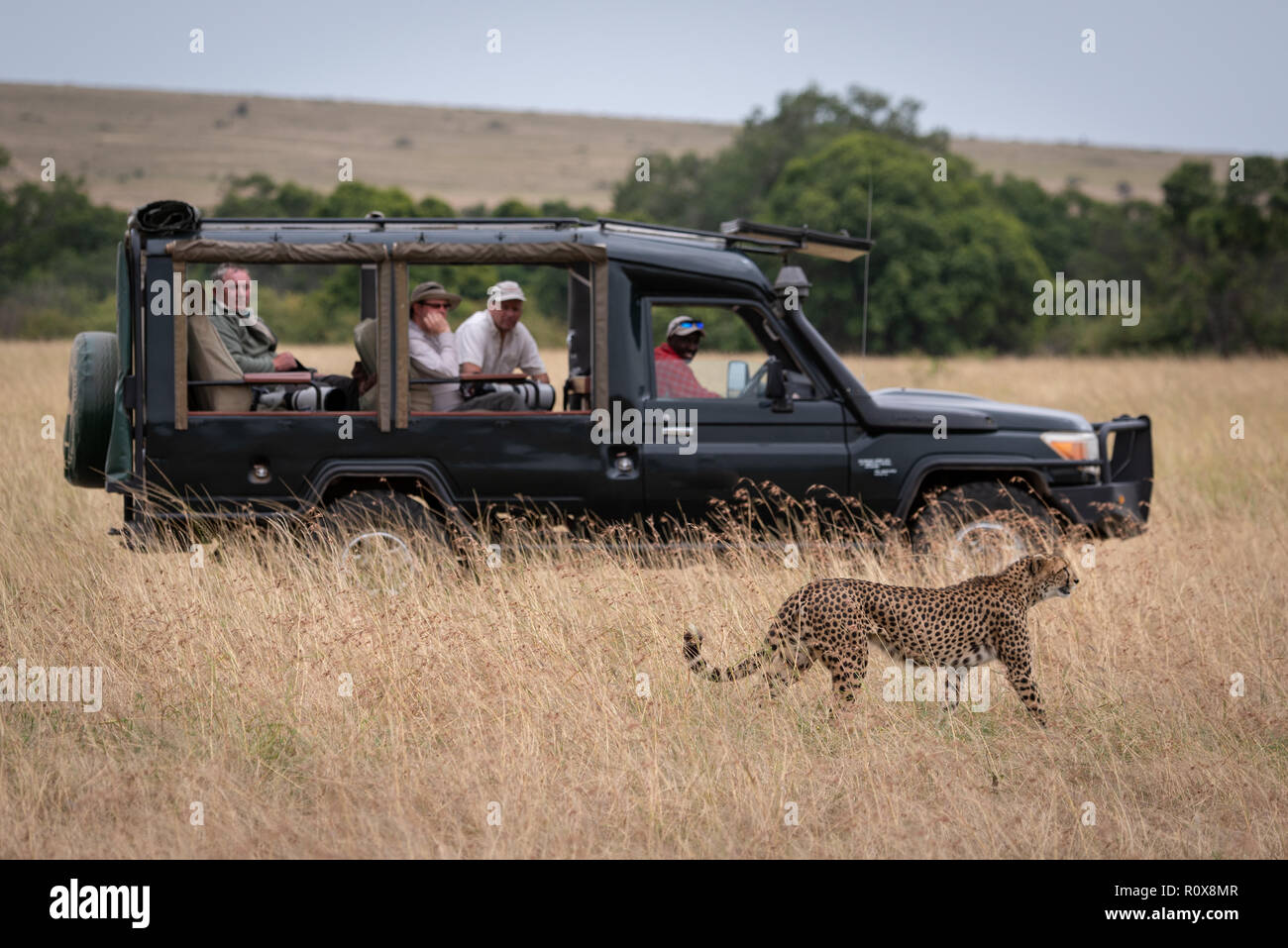 Cheetah truck hi-res stock photography and images - Alamy