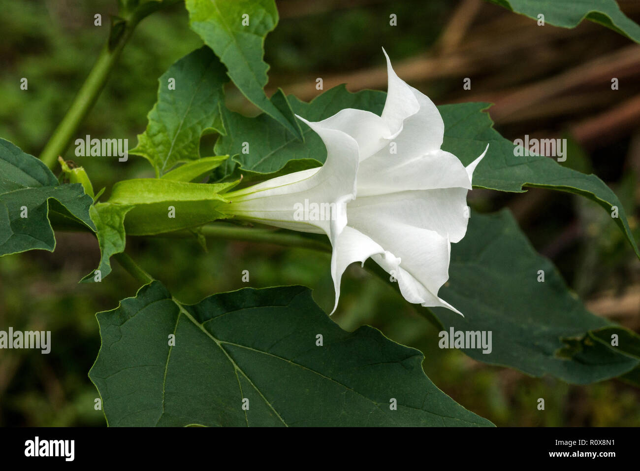 Flowers of the Thorn Apple (Datura stramonium).Attractive flowers but ...
