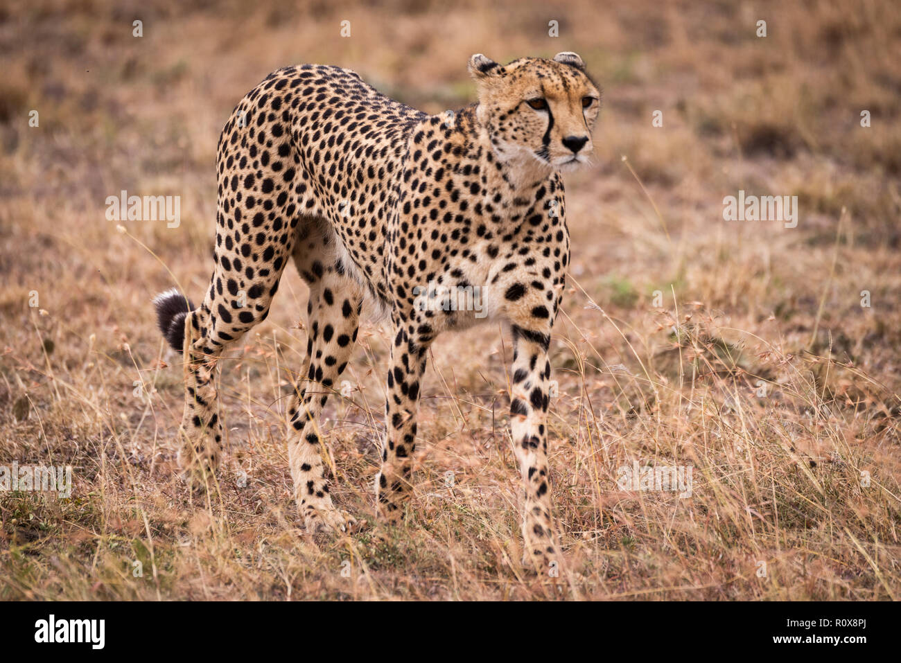 Cheetah walking through savanna hi-res stock photography and images - Alamy