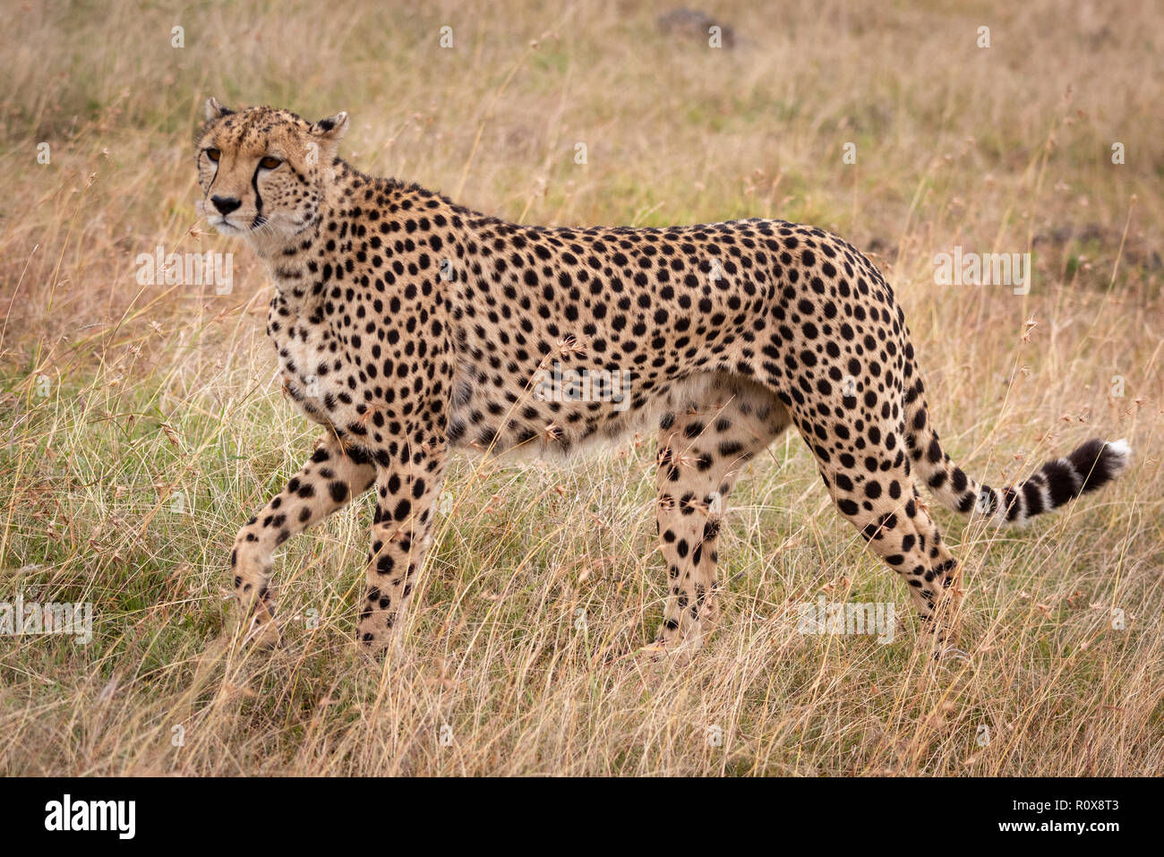 Cheetah walks across frame in long grass Stock Photo - Alamy