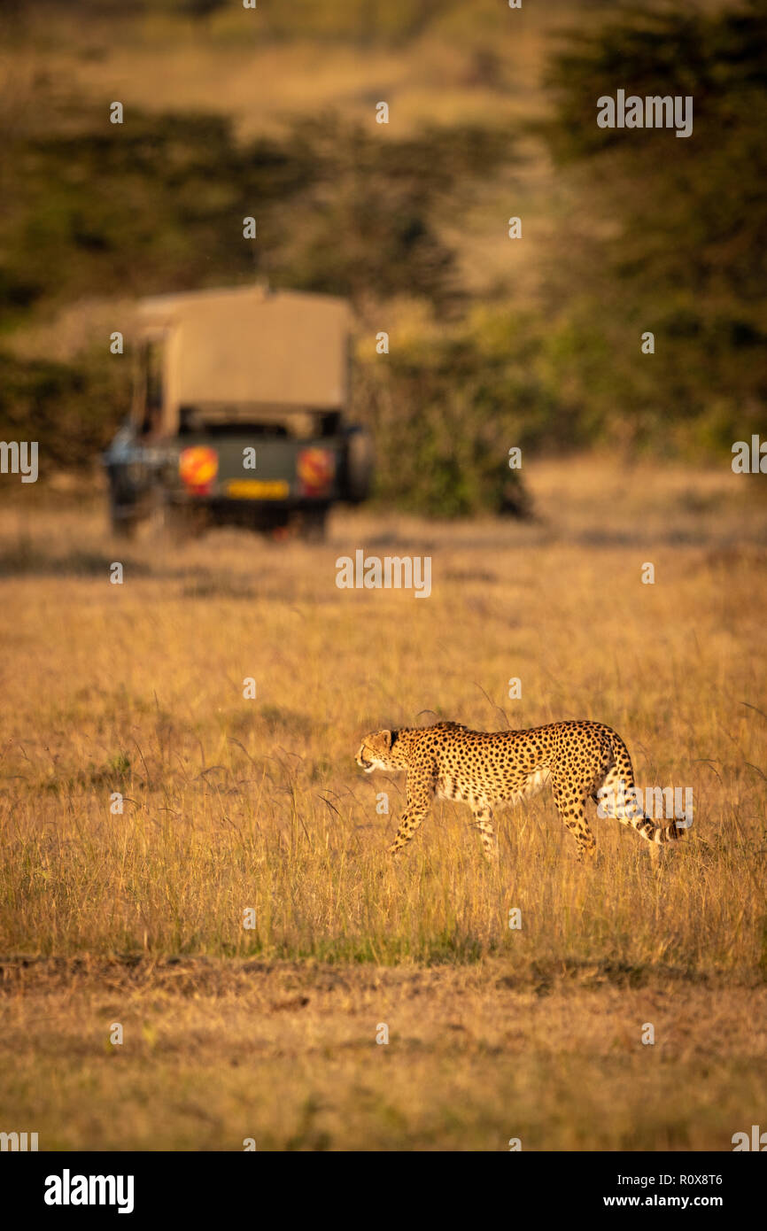 Cheetah walks across savannah with truck behind Stock Photo - Alamy