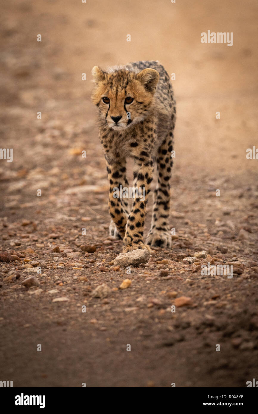 Cheetah walks down rocky track staring ahead Stock Photo - Alamy