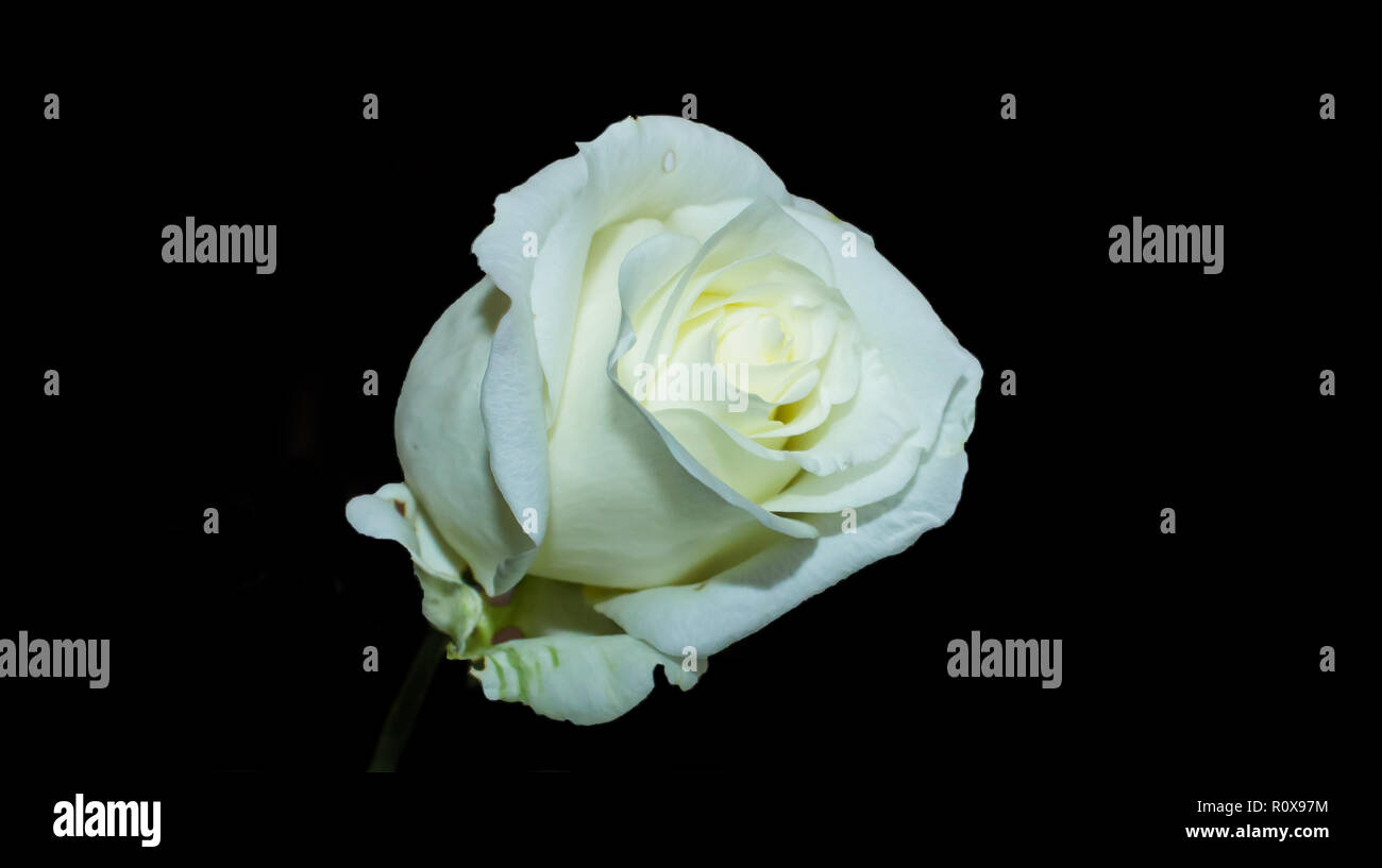 Pure white rose flowers hi-res stock photography and images - Alamy