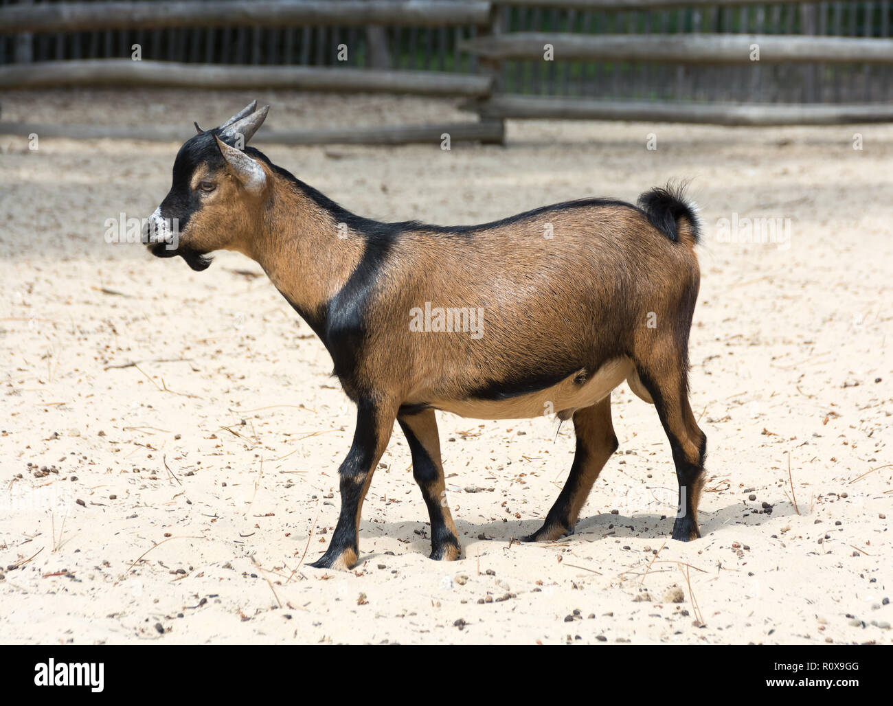 African dwarf goats hi-res stock photography and images - Alamy