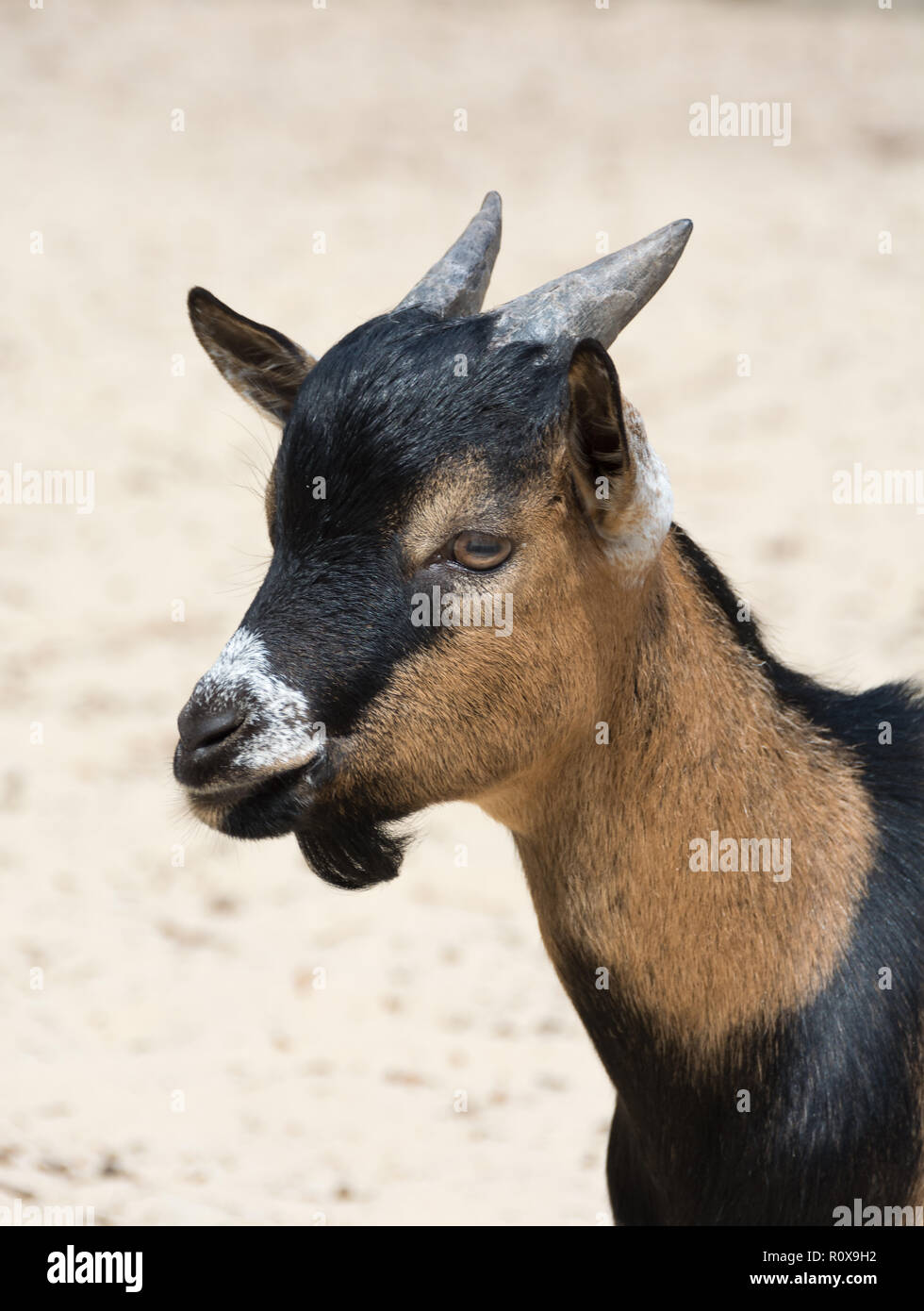African dwarf goats hi-res stock photography and images - Alamy