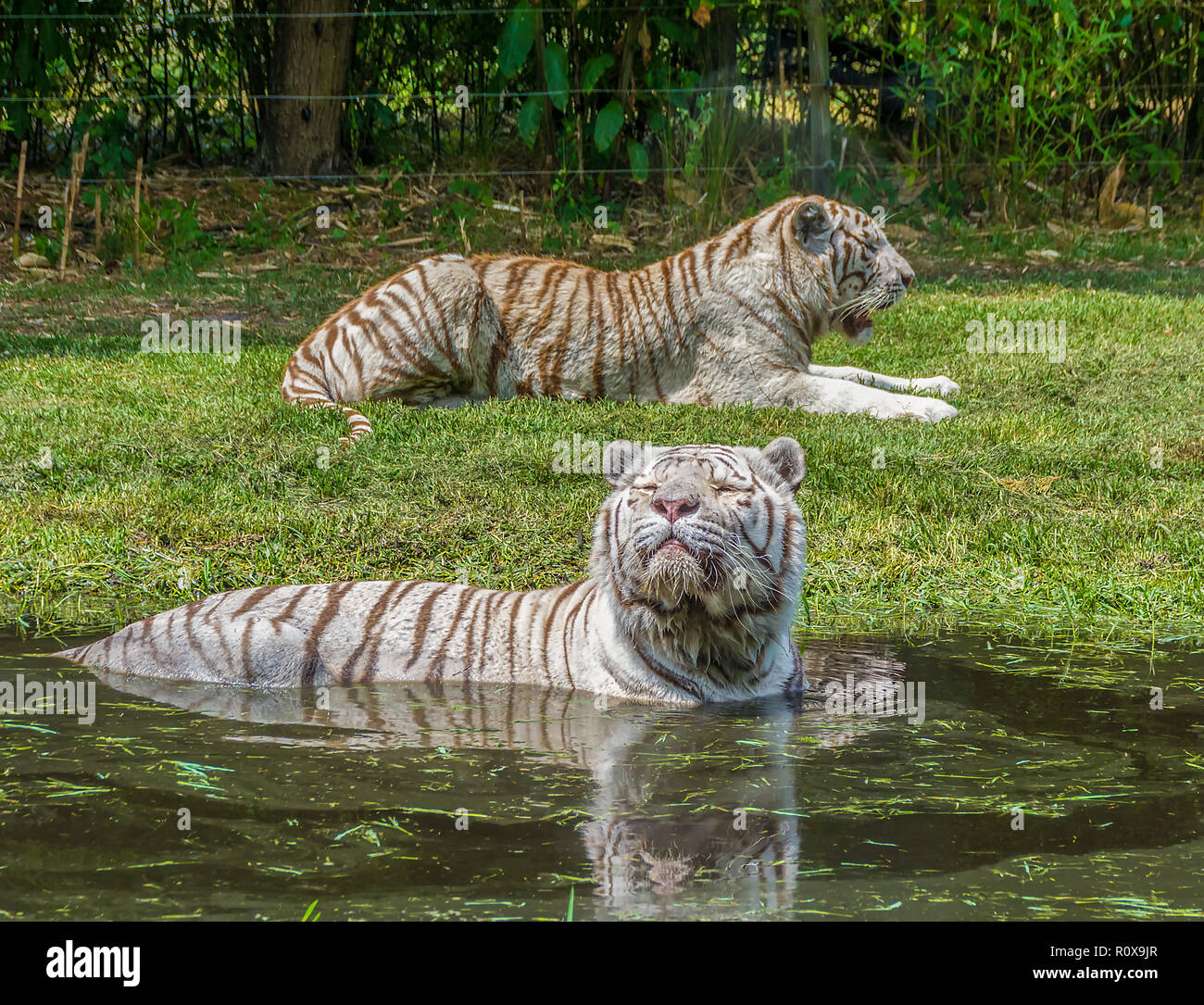 White tiger swimming in pool hi-res stock photography and images - Alamy