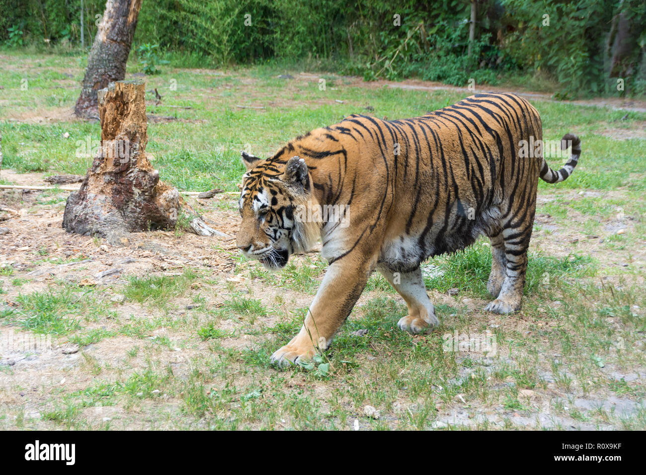 Tiger walking on the lawn. Sunny summer day Stock Photo - Alamy