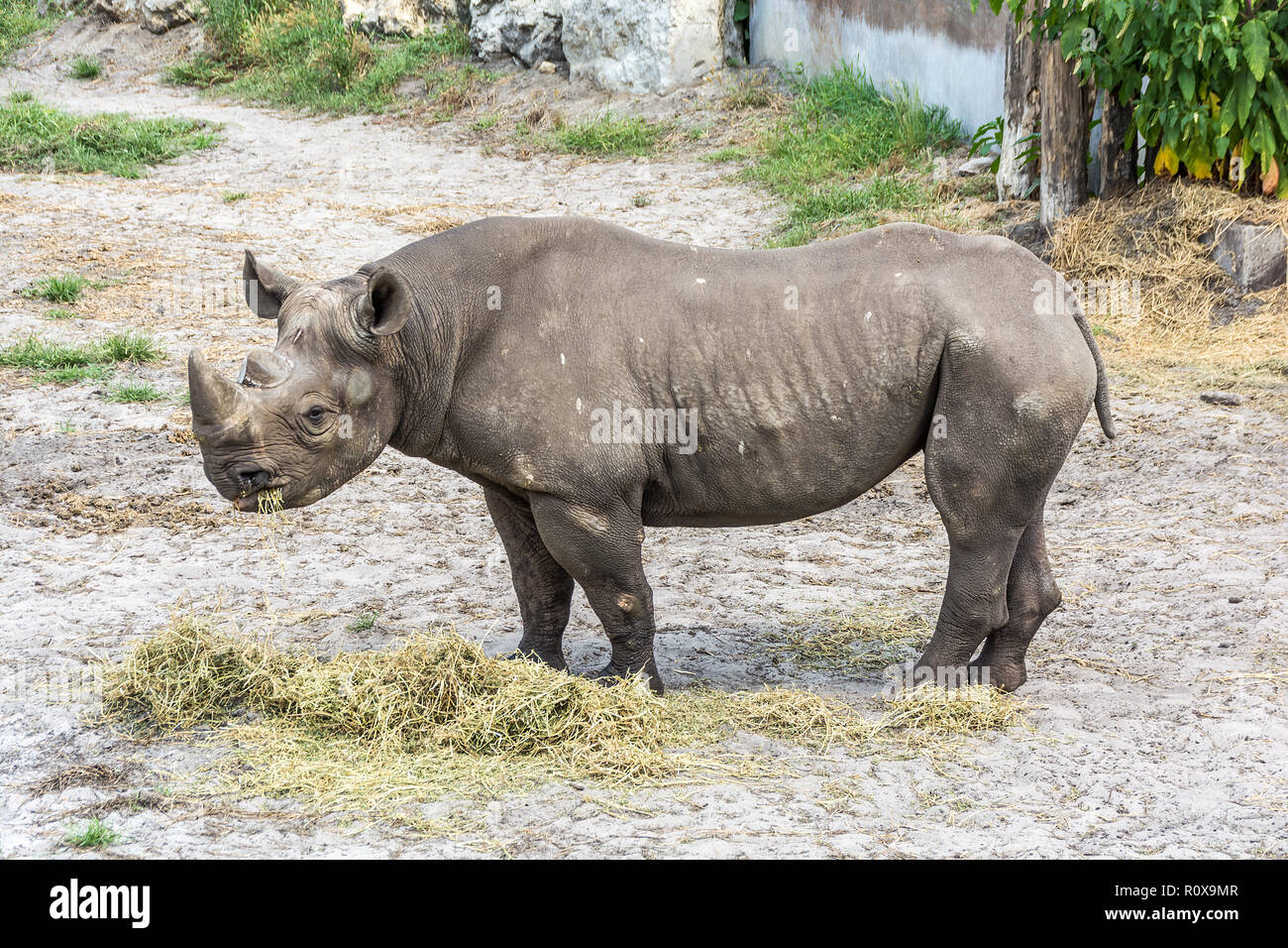Rhinoceros eating hay hi-res stock photography and images - Alamy