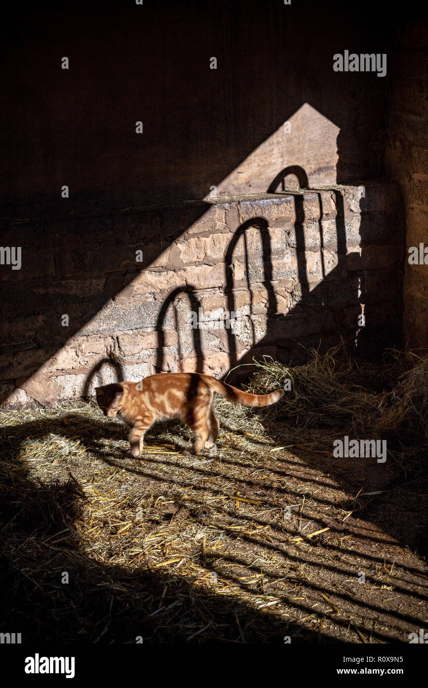 Farm Cat, Farm, Agriculture, Alertness, Animal, Animal Themes, Bale ...