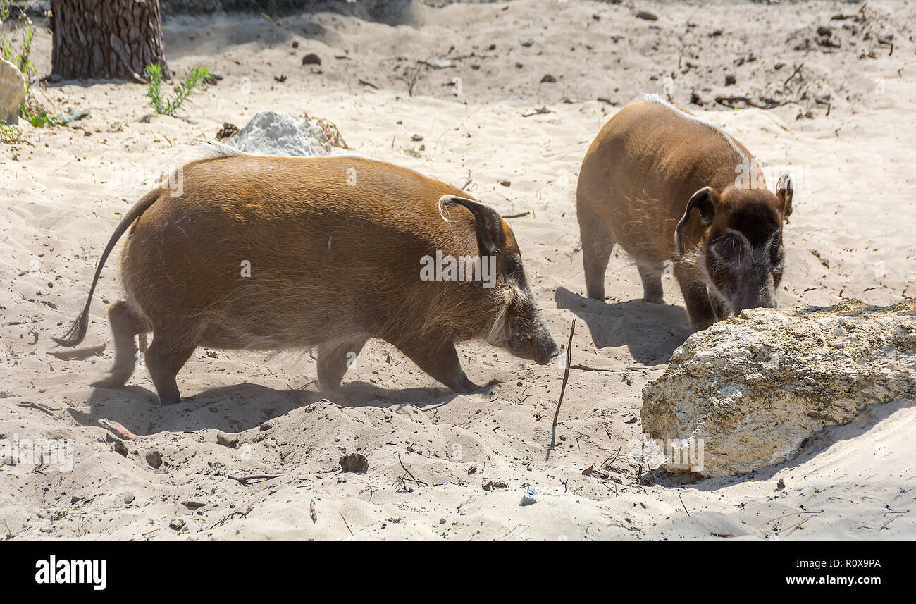 Two potamochoerus porcus The red river hog, also known as the bush pig ...