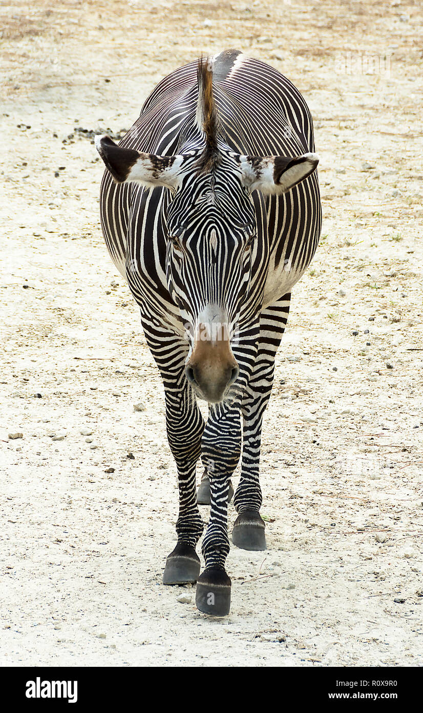 Single zebra Equus quagga in the wild. Front view Stock Photo - Alamy