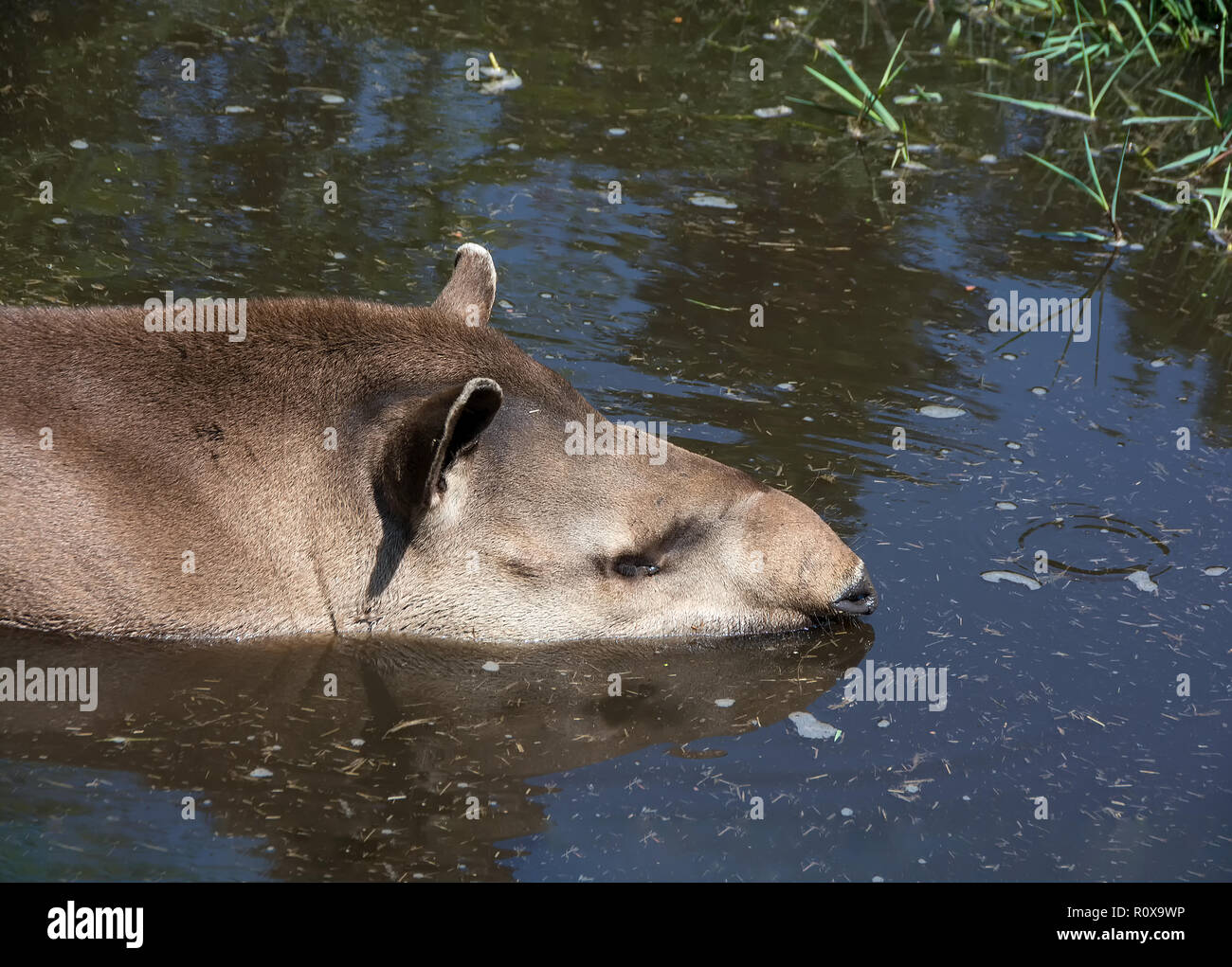 South American tapir Tapirus terrestris, also known as the Brazilian ...