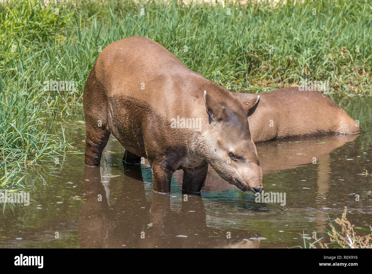 Mexican tapir hi-res stock photography and images - Alamy