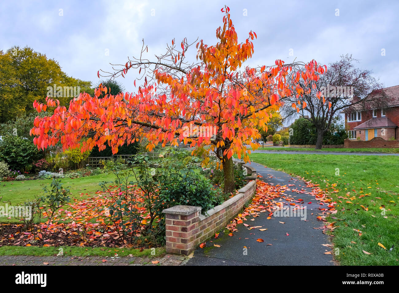 Bird Cherry (Prunus padus) tree in autumn in East Grinstead Stock Photo ...