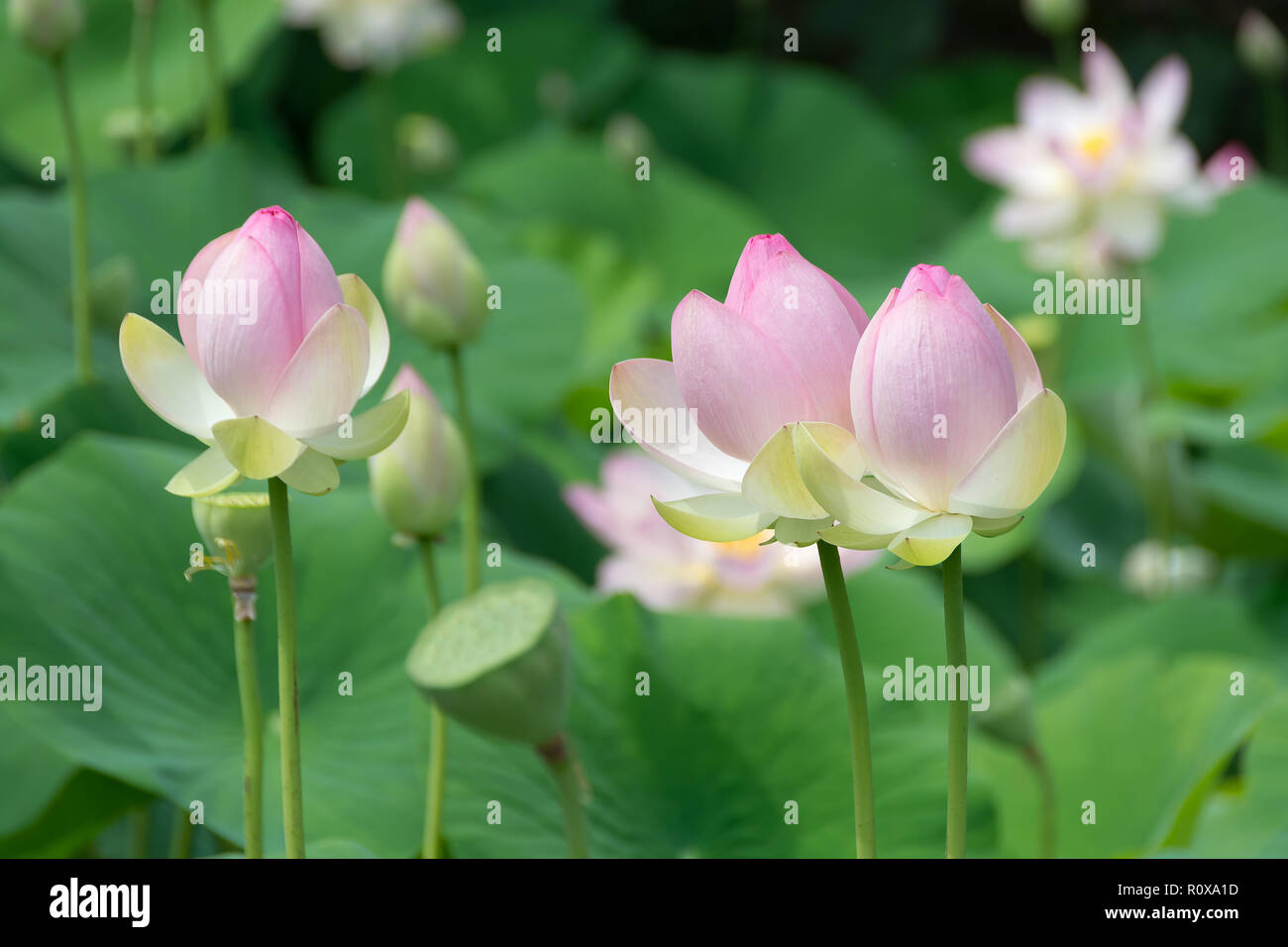 Lotus flower bud illustration hi-res stock photography and images - Alamy