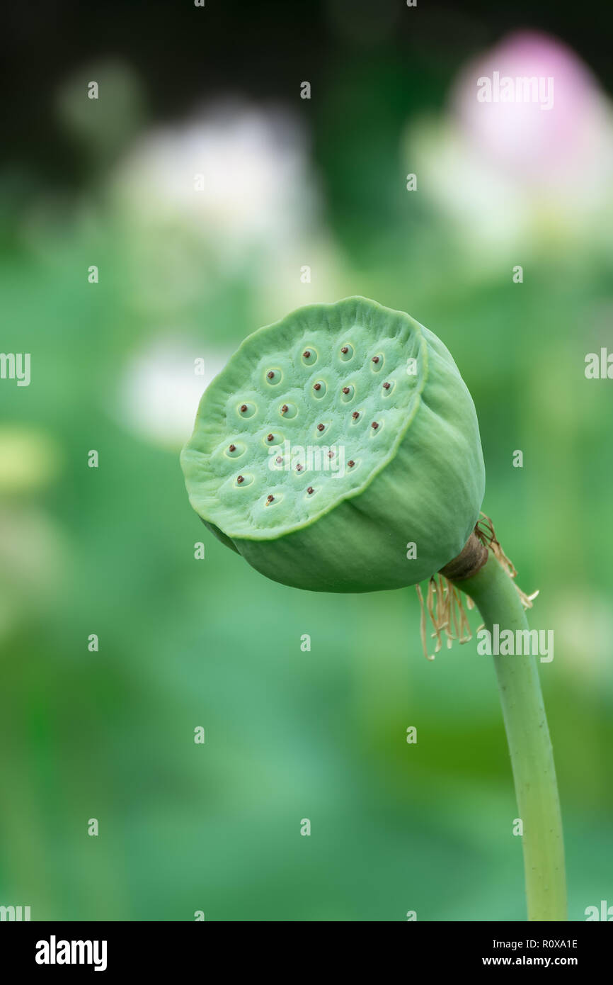 Fruit of lotus flower hi-res stock photography and images - Alamy