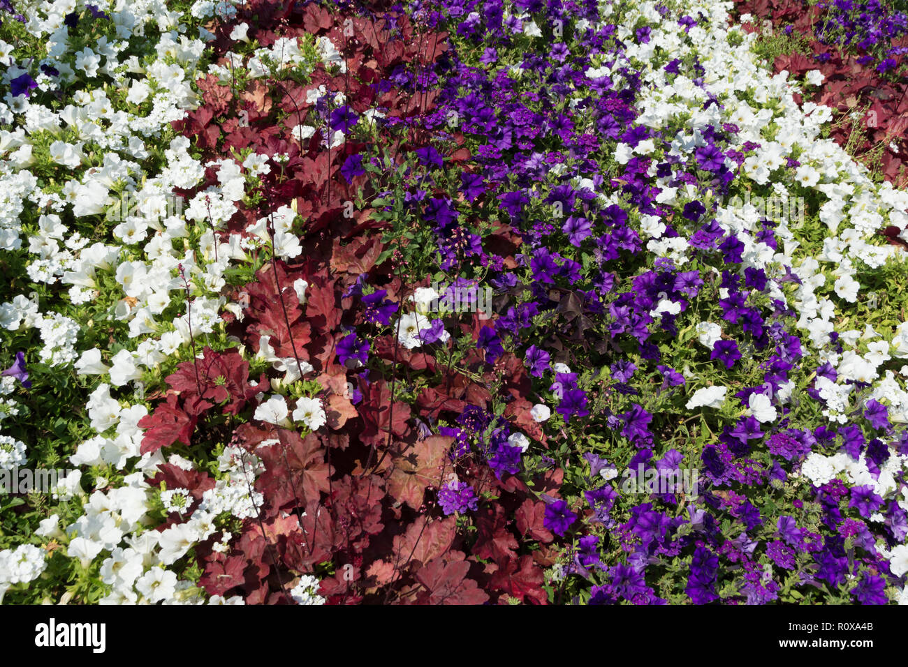 Beautiful colorful flowers as background. flower bed Stock Photo - Alamy