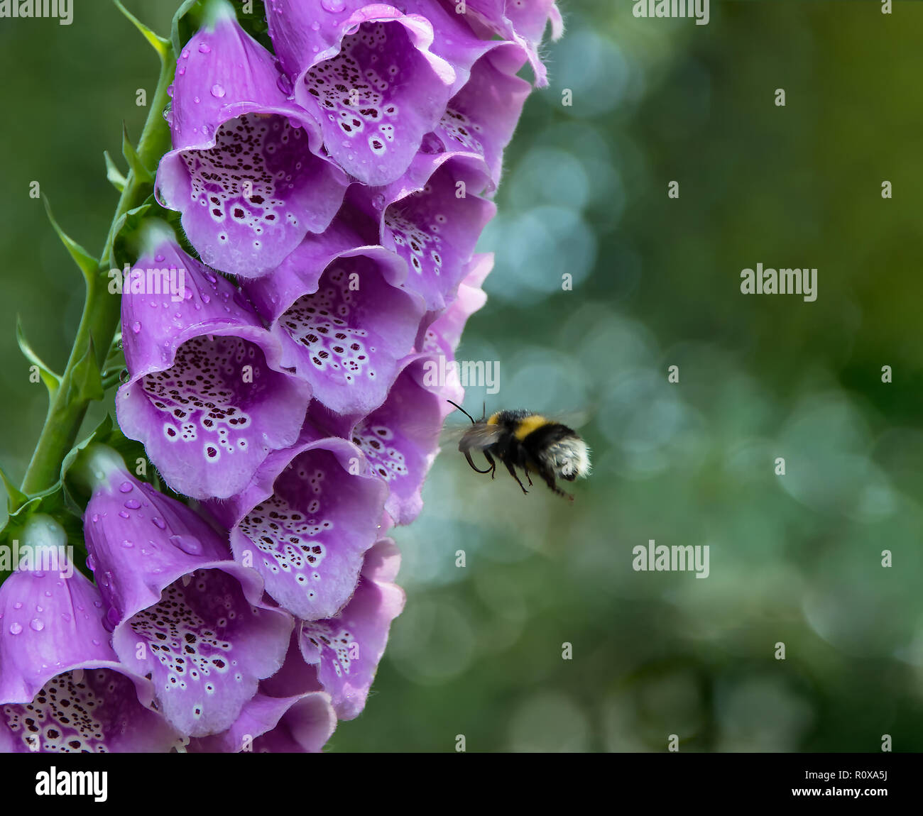 bumblebee flies up to a purple flower Digitalis. closeup Stock Photo ...