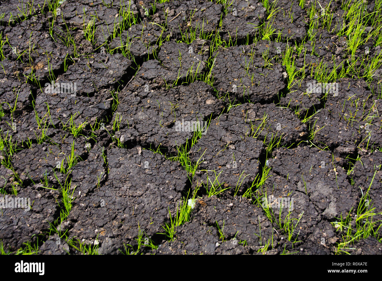 grass grows through cracks in the ground. spring Stock Photo - Alamy