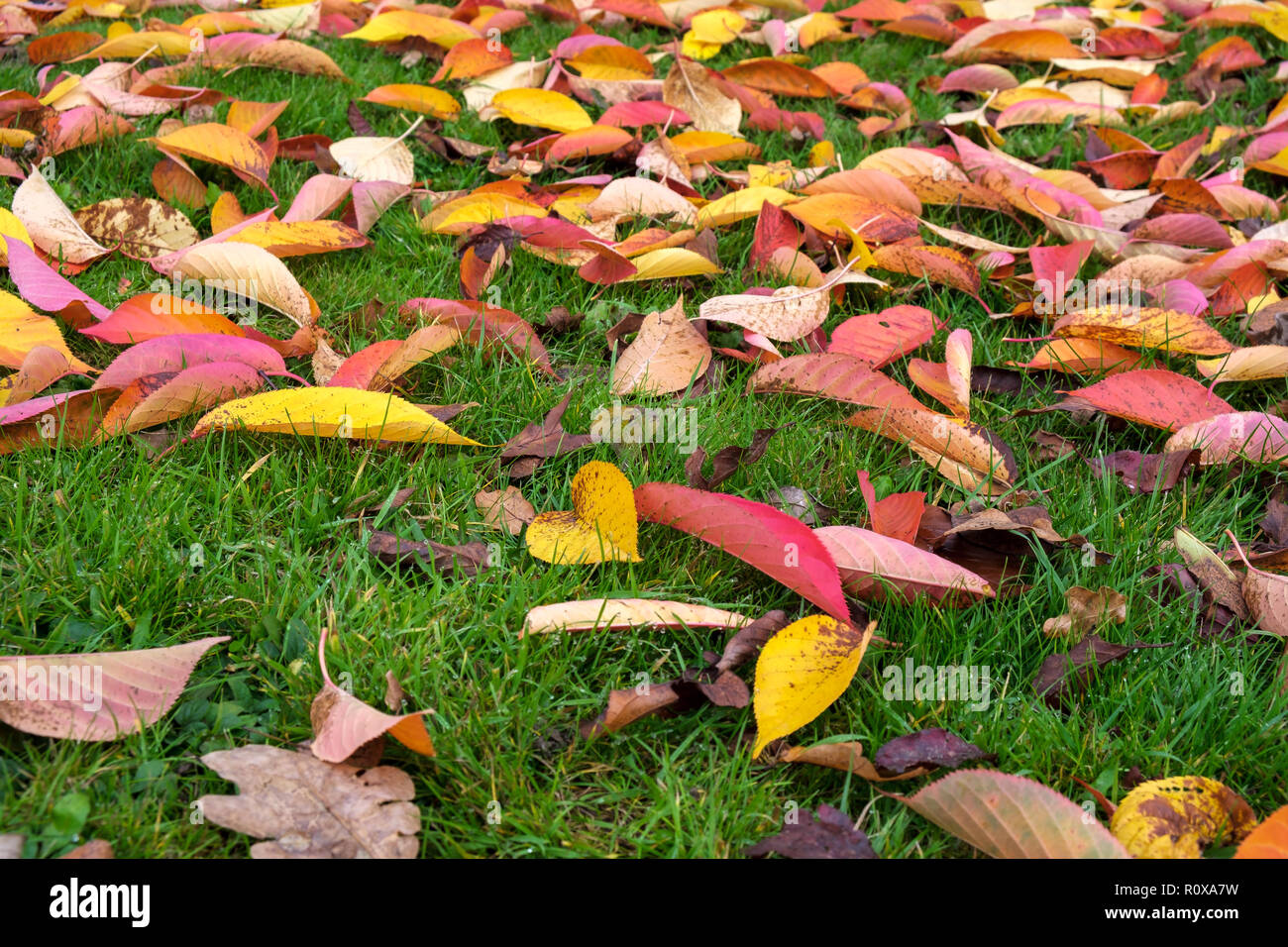 Bird Cherry (Prunus padus) tree leaves in autumn in East Grinstead ...
