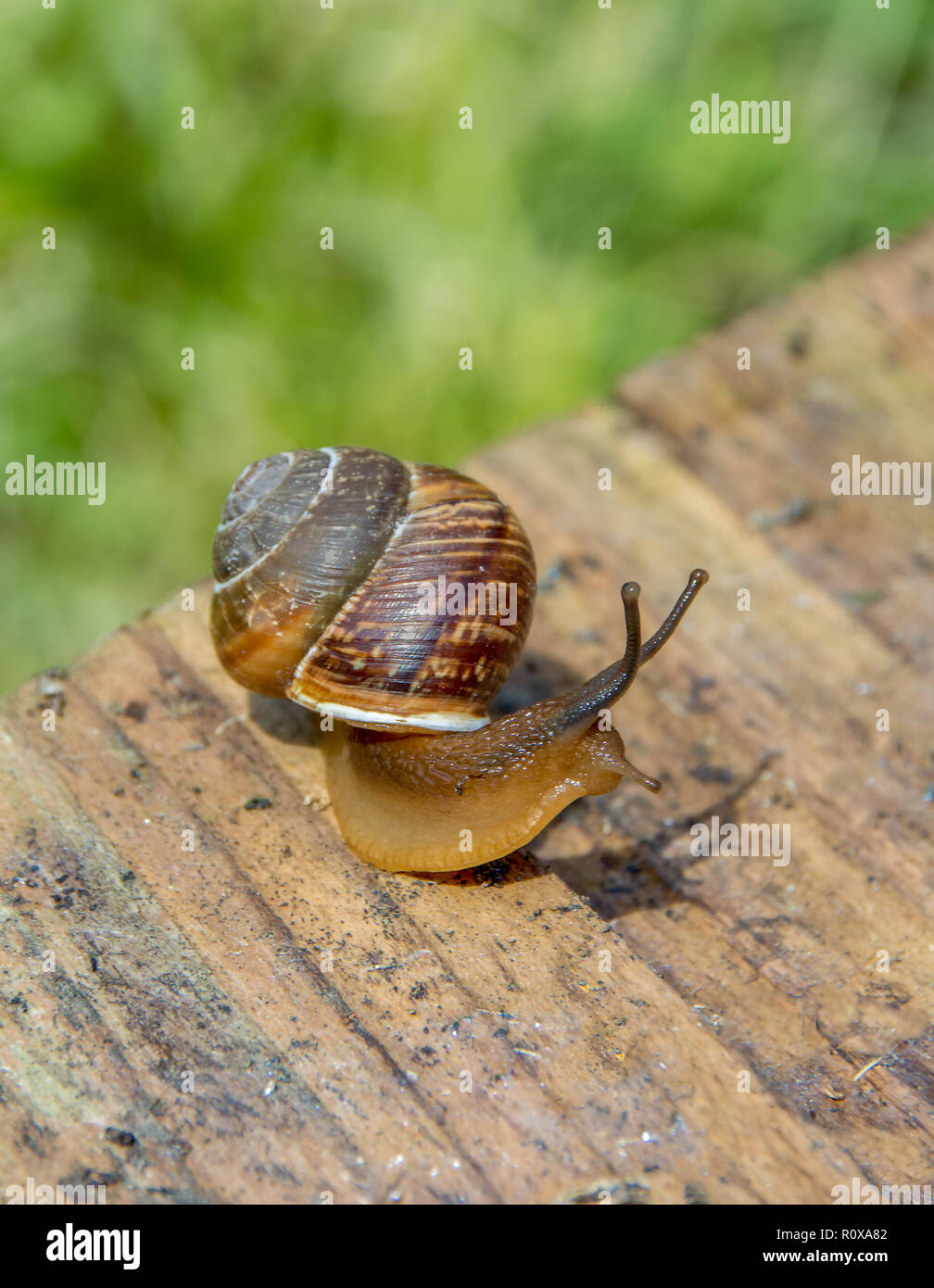 Spiral horned snail hi-res stock photography and images - Alamy