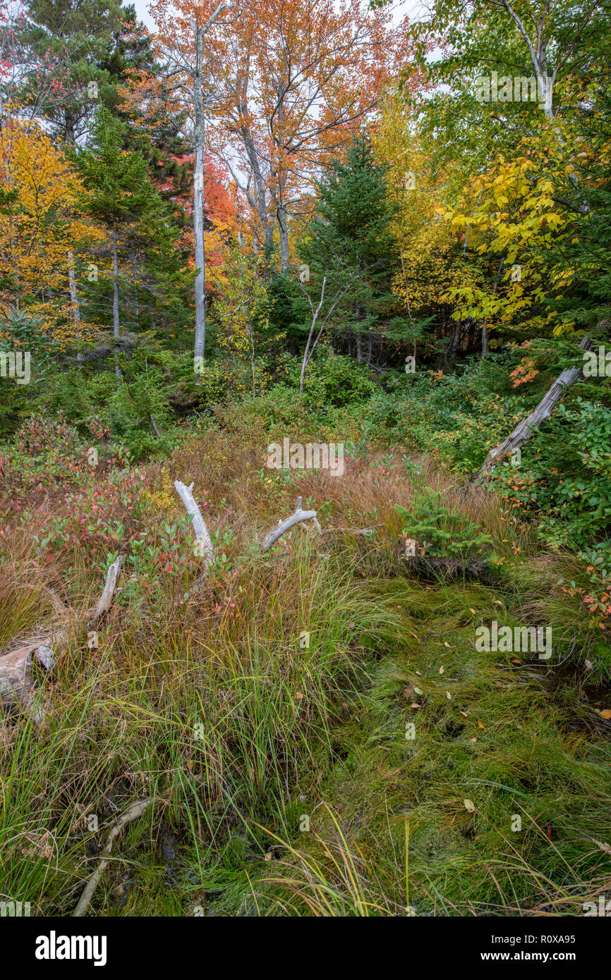 Wooded area in autumn Stock Photo - Alamy