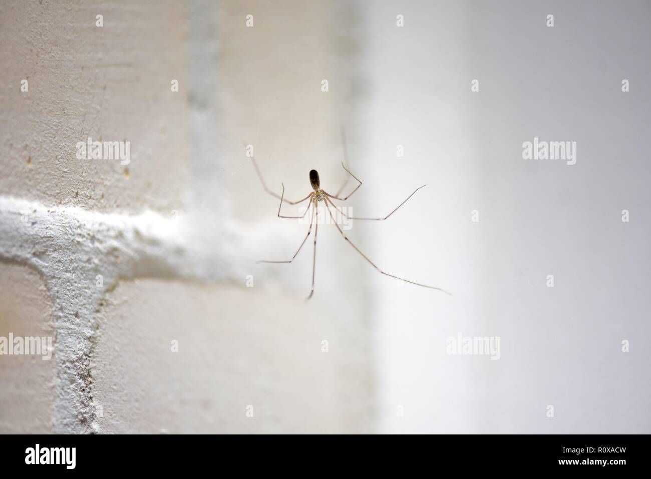 Cellar spider (Pholcidae): a dorment individual suspended in it's ...
