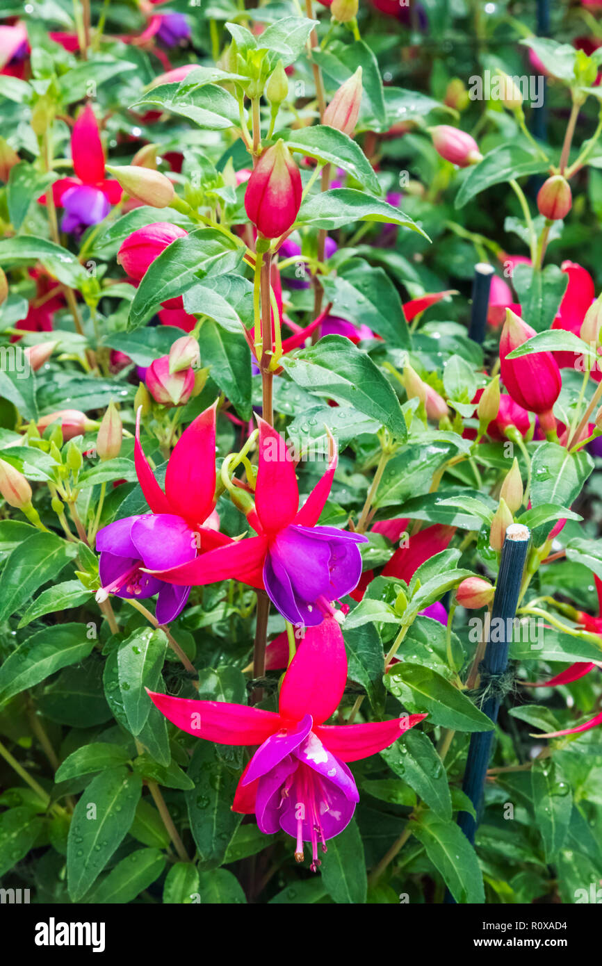 Fuchsia barbara windsor hi-res stock photography and images - Alamy