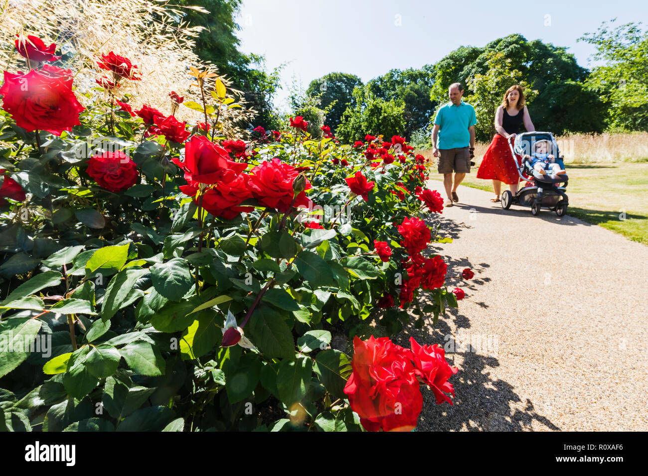 Wisley Gardens Rose Garden England High Resolution Stock Photography ...