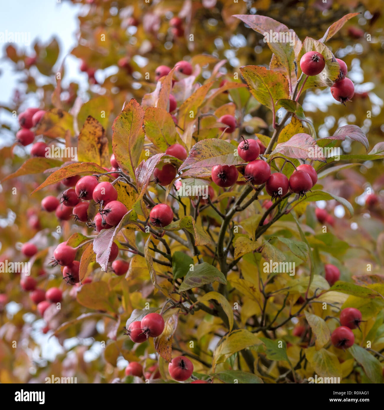 Cockspur thorn hi-res stock photography and images - Alamy