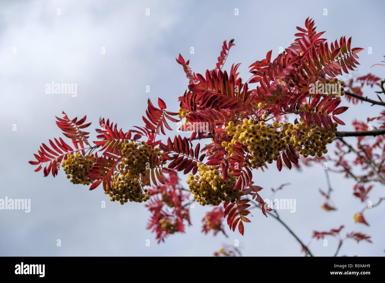 Joseph rock’ rowan tree hi-res stock photography and images - Alamy