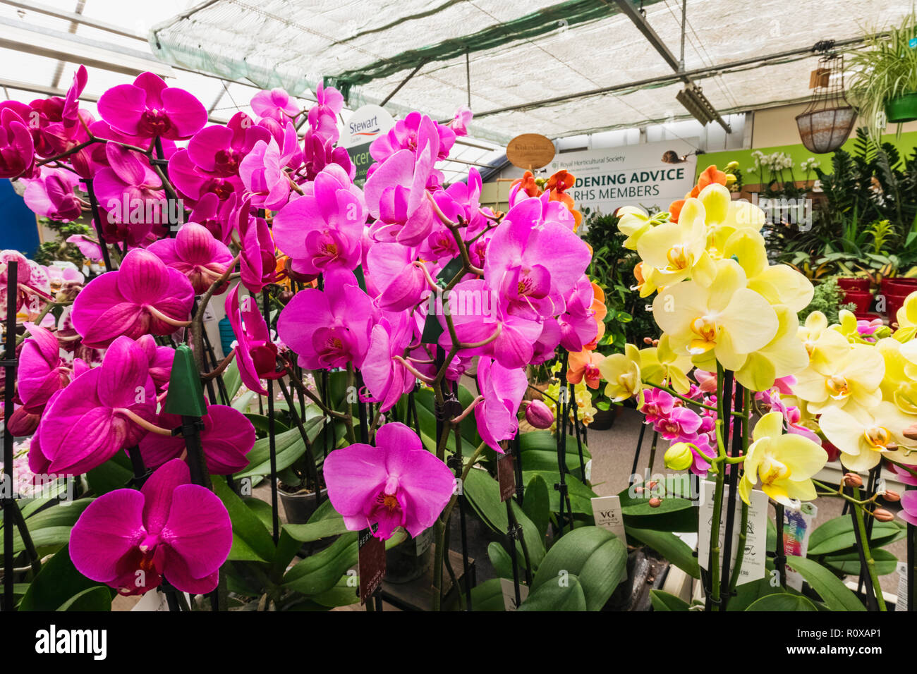 Garden centre orchid uk hi-res stock photography and images - Alamy