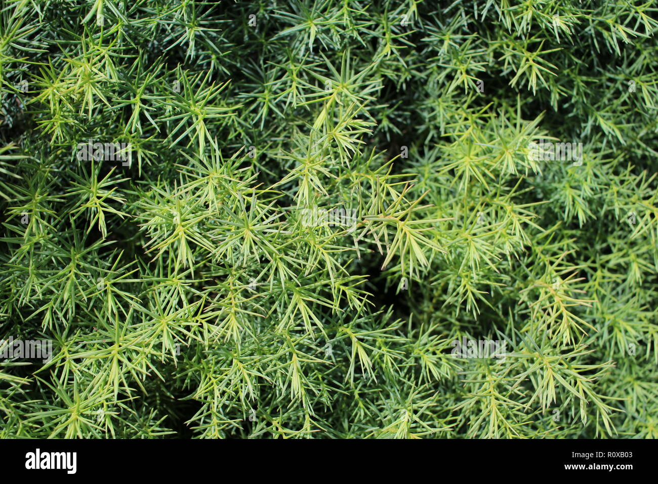 Detailed Christmas tree branches background Stock Photo - Alamy