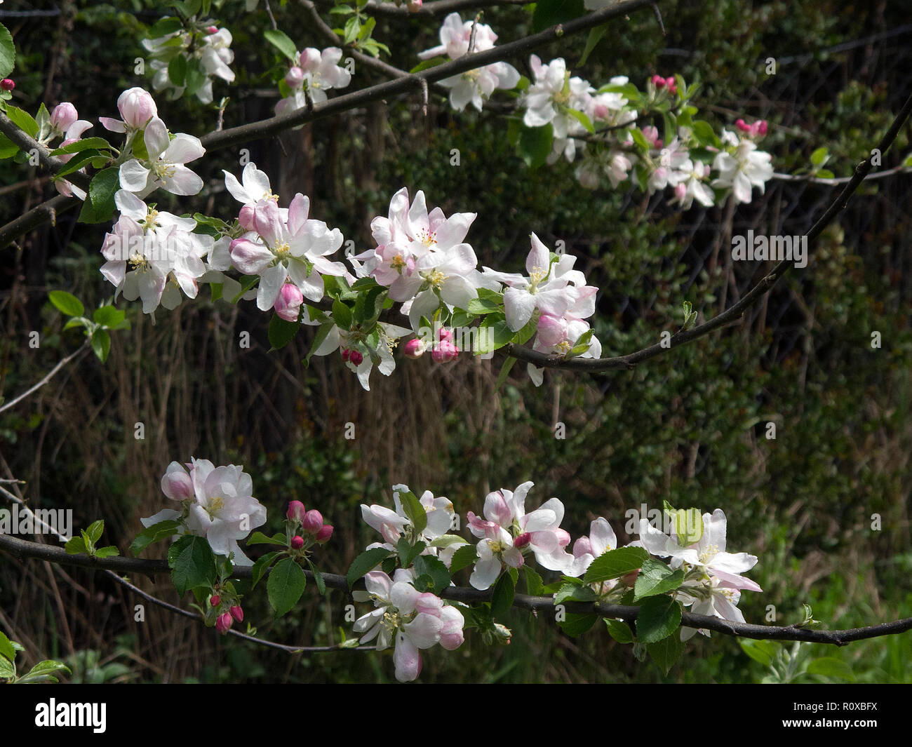 Wild apple tree buds hi-res stock photography and images - Alamy