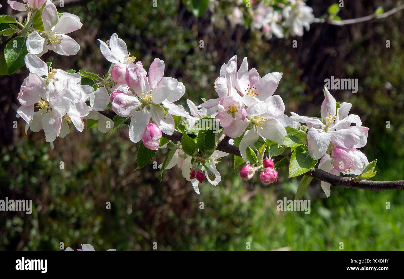 Wild apple tree buds hi-res stock photography and images - Alamy