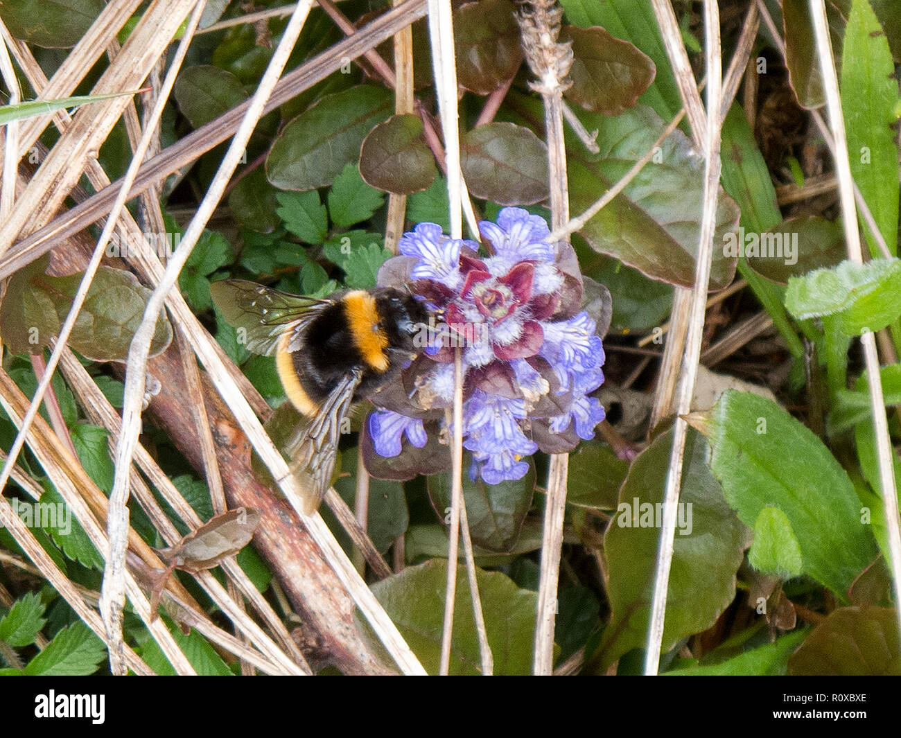 native moscardon on flowers Stock Photo - Alamy