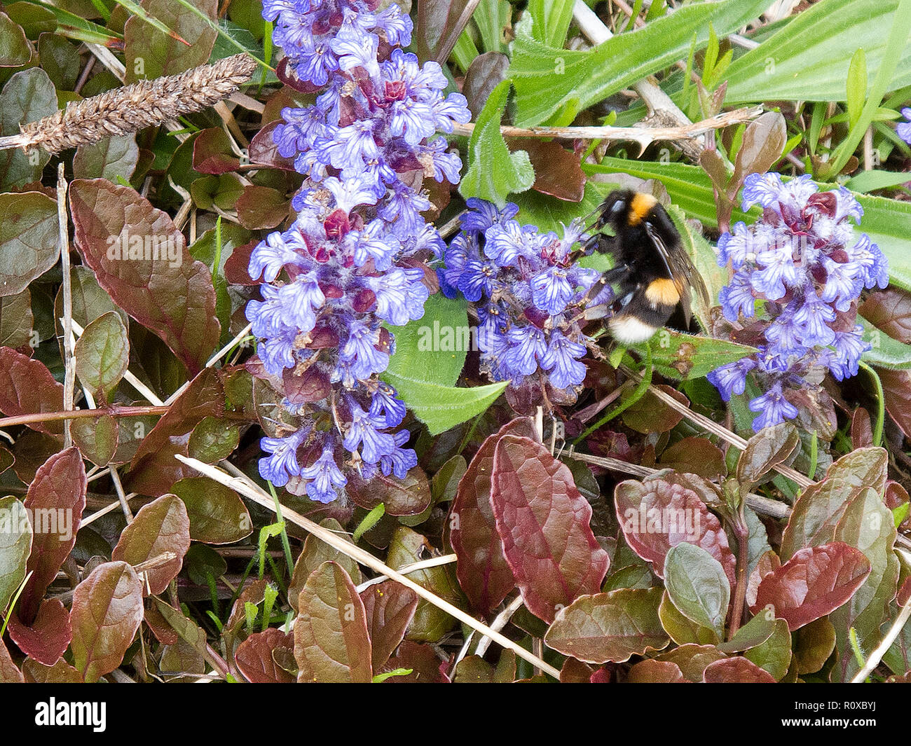 native moscardon on flowers Stock Photo - Alamy