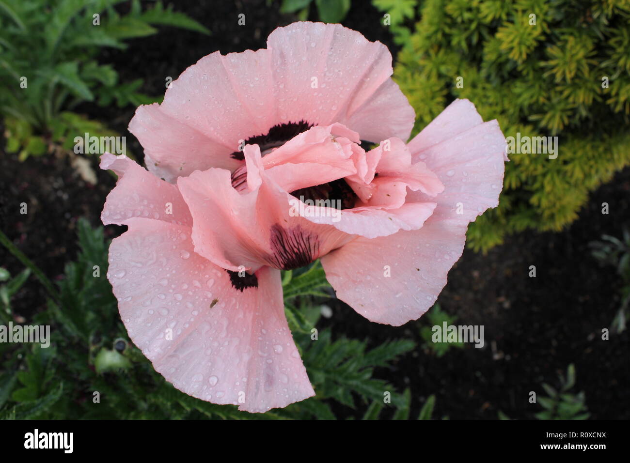 Baby pink poppy hi-res stock photography and images - Alamy