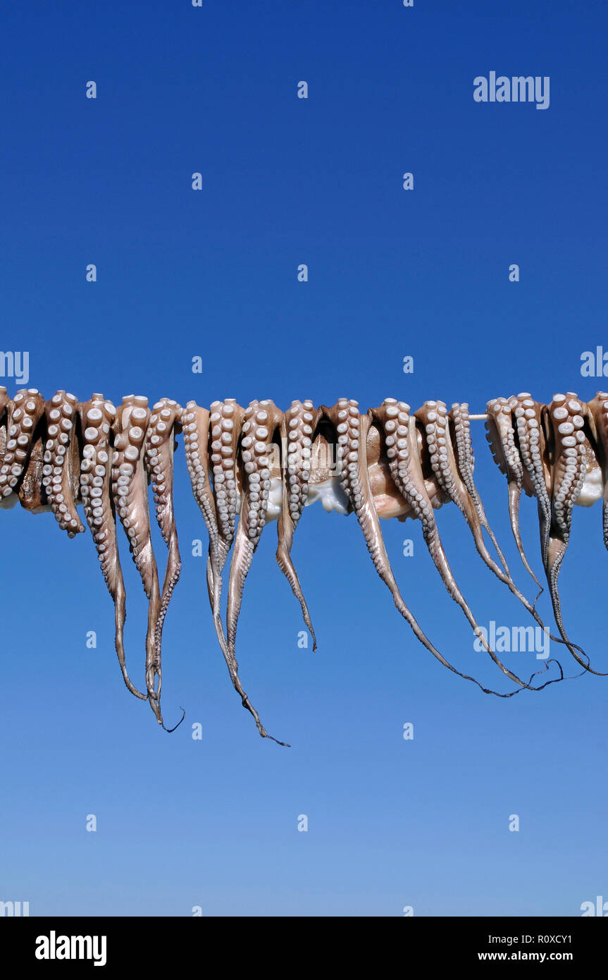 Octopi hi-res stock photography and images - Alamy