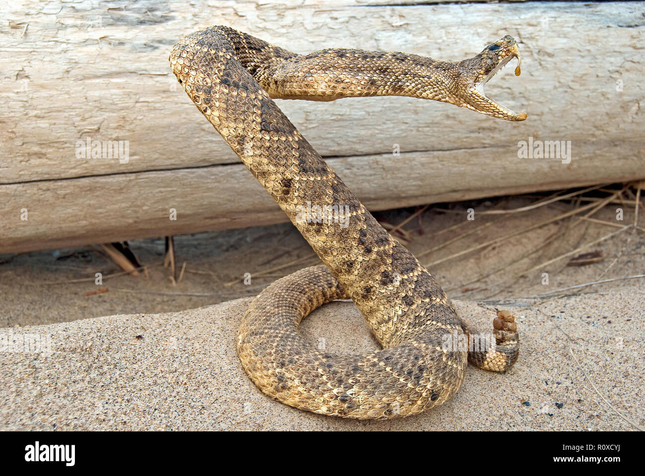 Hissing snake hi-res stock photography and images - Alamy