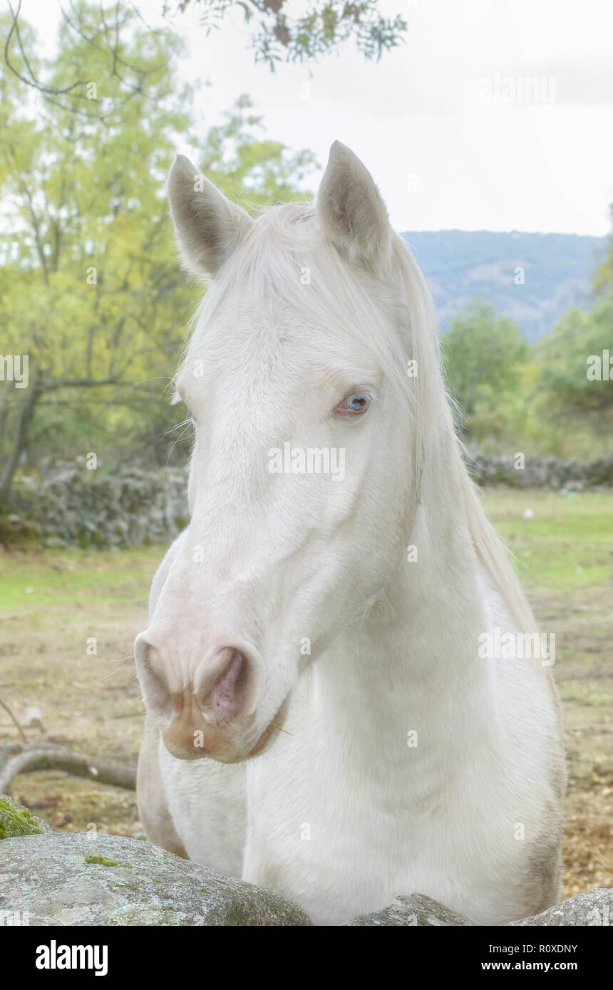 Equus ferus caballus. Beautiful white horse (albino), with blue eyes ...
