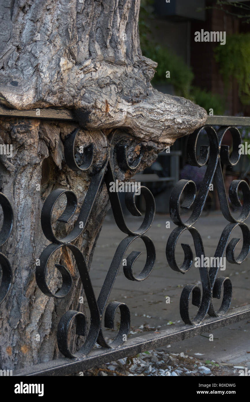 Tree growing through metal fence hi-res stock photography and images ...