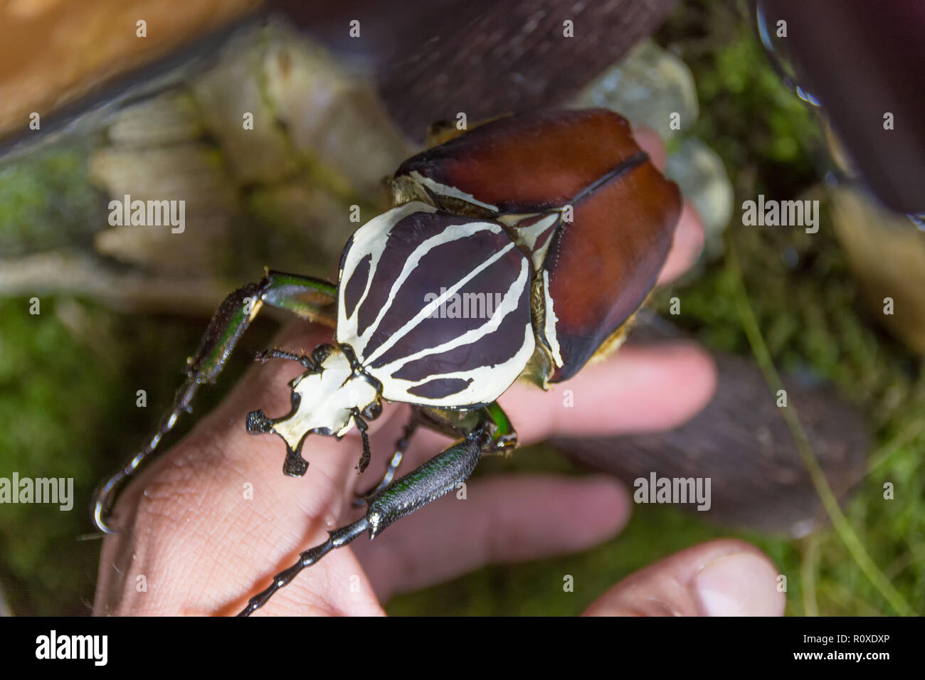 African goliath beetle Goliathus giganteus on the arm. closeup Stock ...