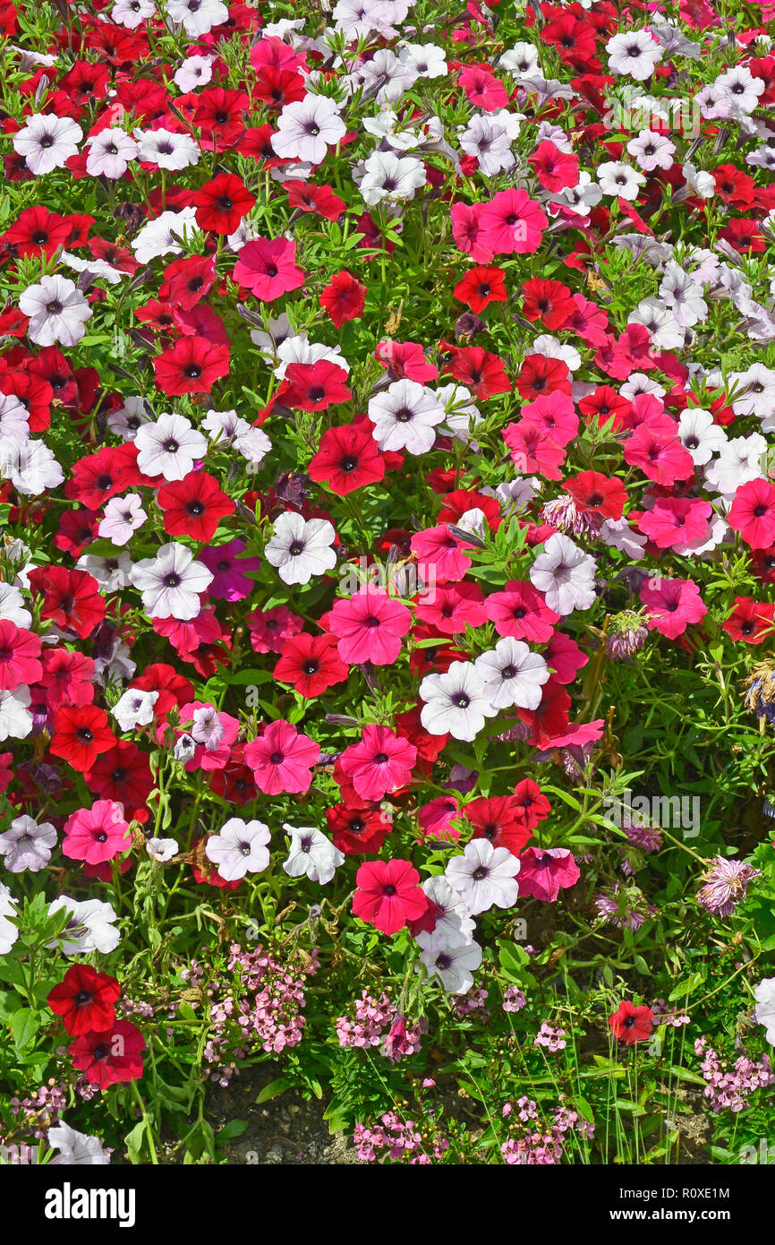 Close up of a flower border with colouful flowering Petunias in ...