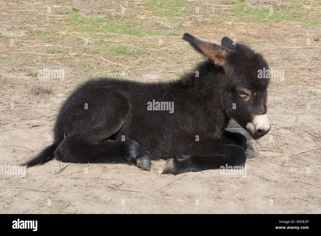 Donkey black background hi-res stock photography and images - Alamy