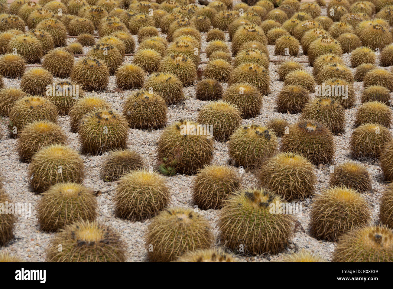 Cactus background. Round shaped cactus in the garden. Spain Stock Photo ...