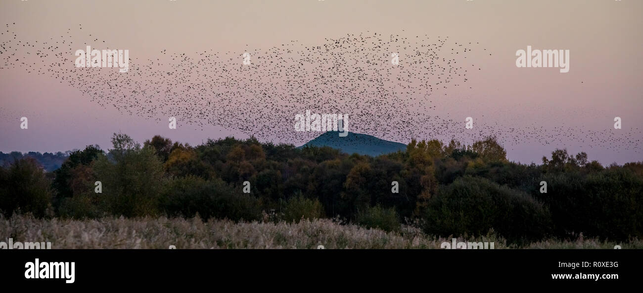 Evening starling murmuration in Glastonbury, Somerset, UK Stock Photo ...