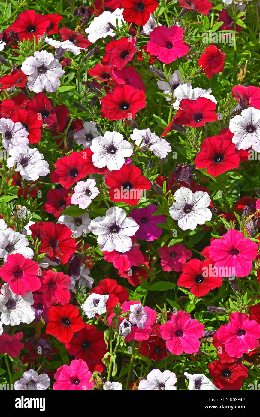 Close up of a flower border with colouful flowering Petunias in ...