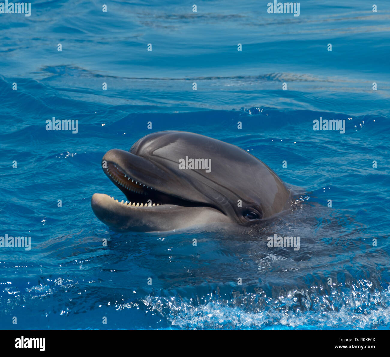 Dolphin portrait with open mouth. Head closeup Stock Photo - Alamy