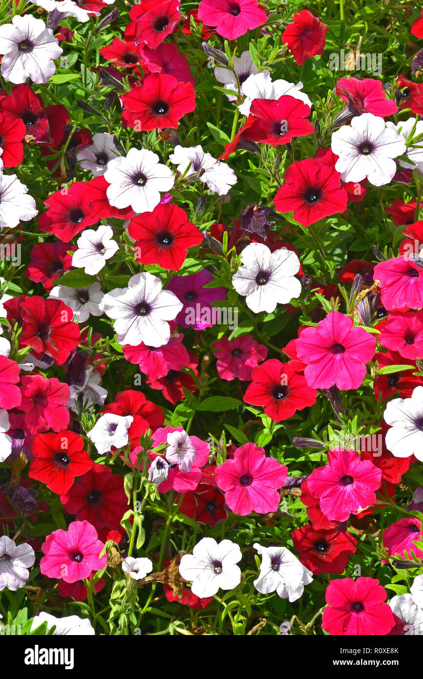 Close up of a flower border with colouful flowering Petunias in ...